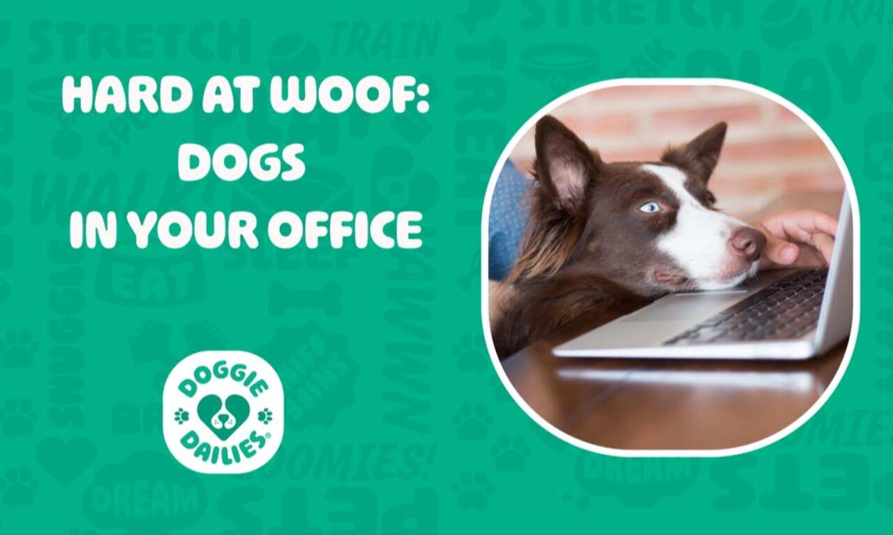 Hard at Woof: Dogs in Your Office